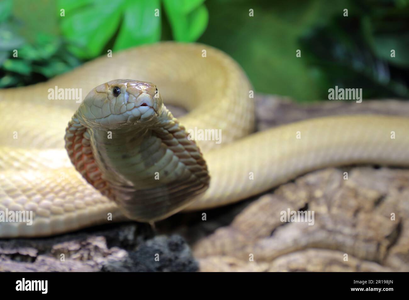 Monocled cobras hi-res stock photography and images - Alamy