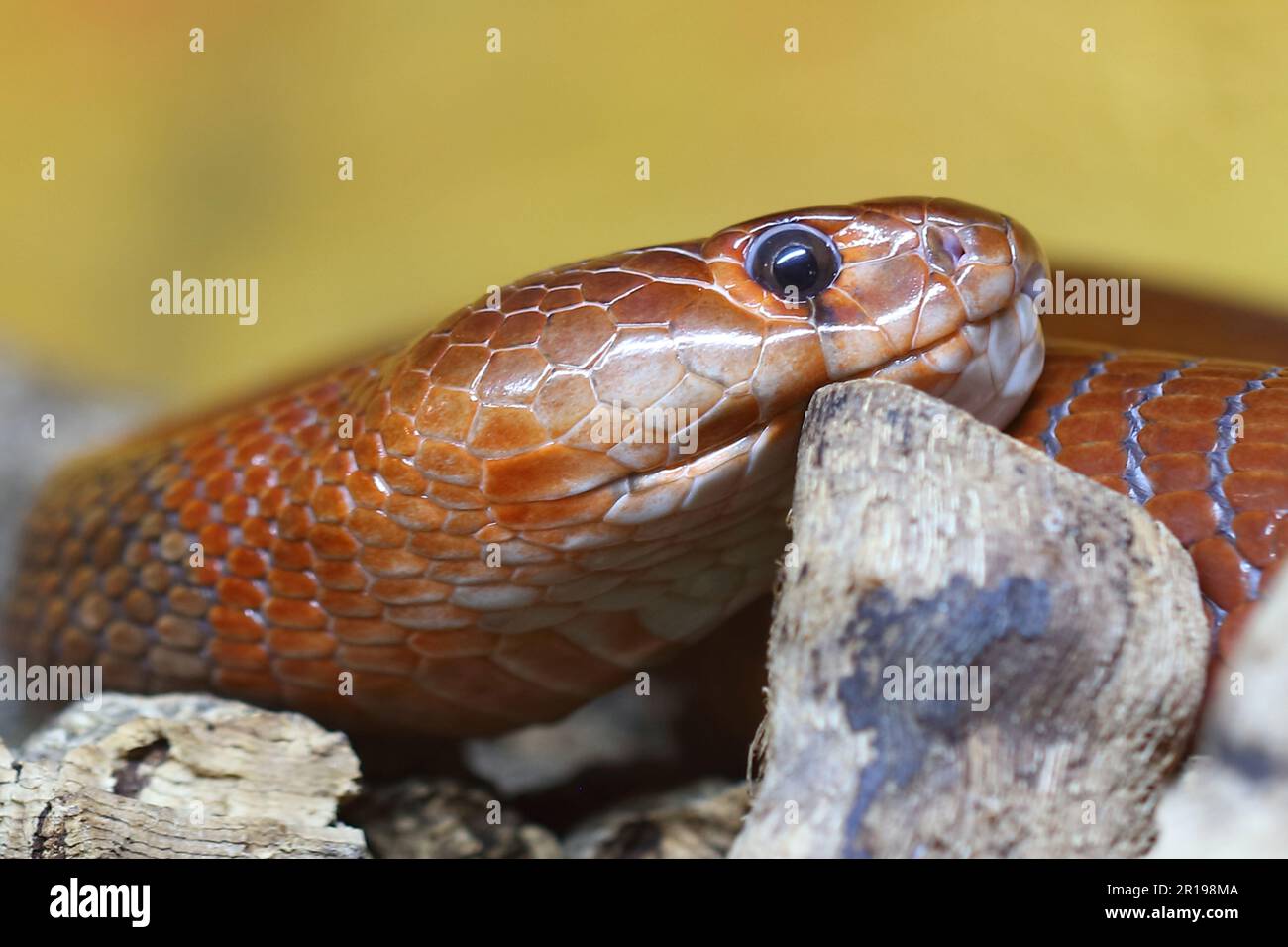 Rote Speikobra / Red spitting cobra / Naja pallida Stock Photo - Alamy