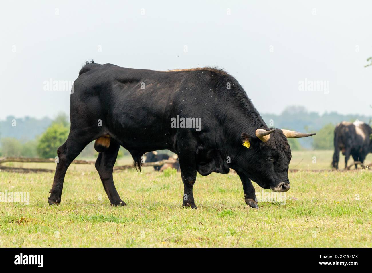 Tauros Bull grazing peacefully in the Dutch nature landscape from the ...