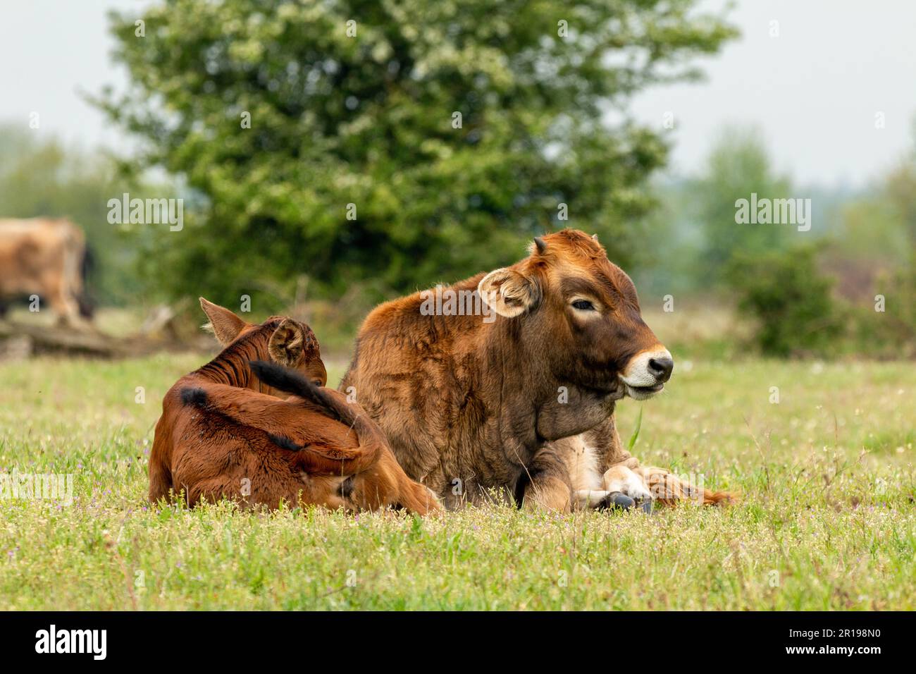 Taurus cow next to young calf lying in the grass meadow in the ...
