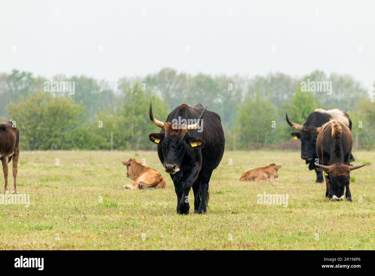 Dutch Taurus bull walks through the Maashorst nature reserve in Brabant ...
