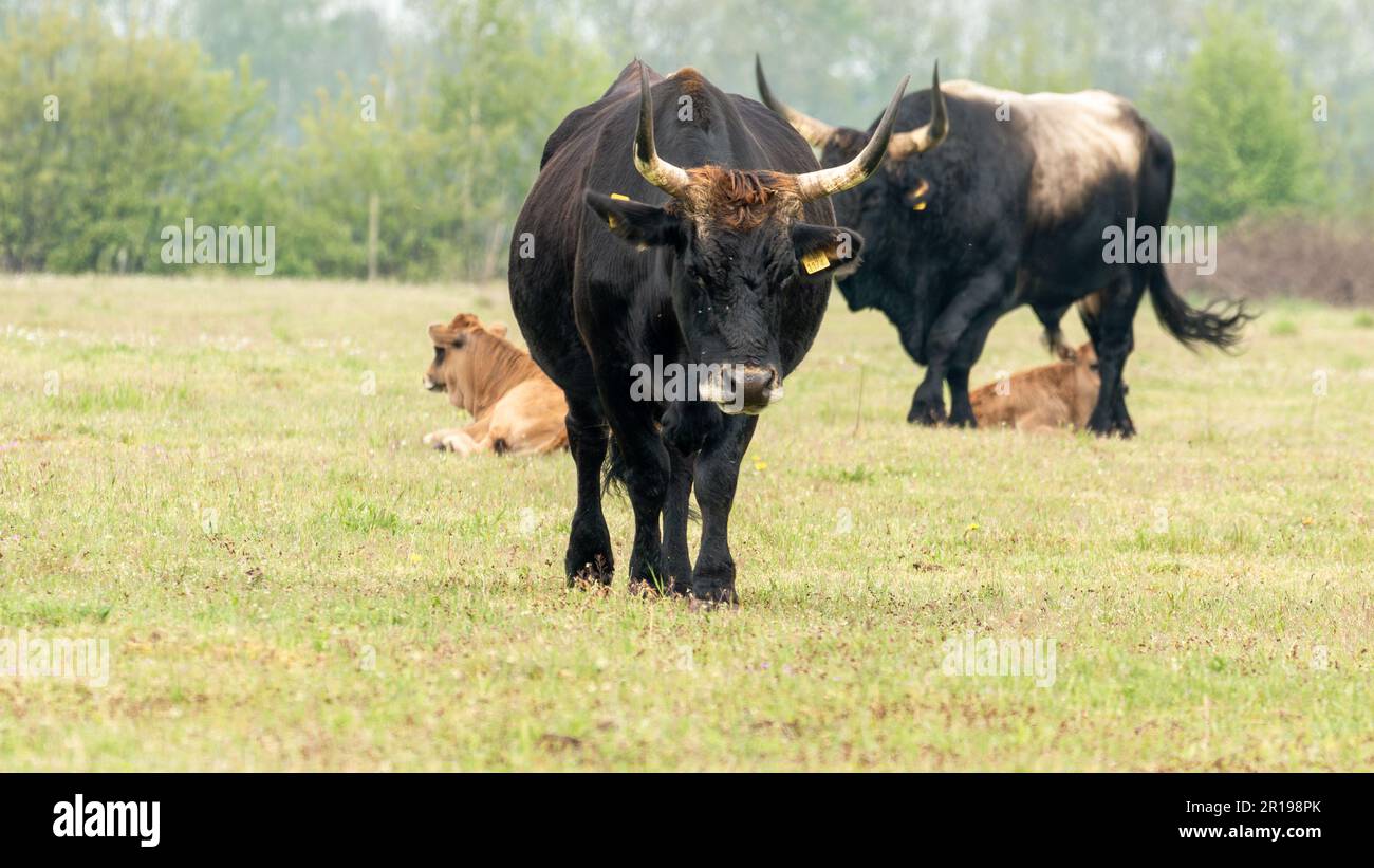 Dutch Taurus bull walks through the Maashorst nature reserve in Brabant ...