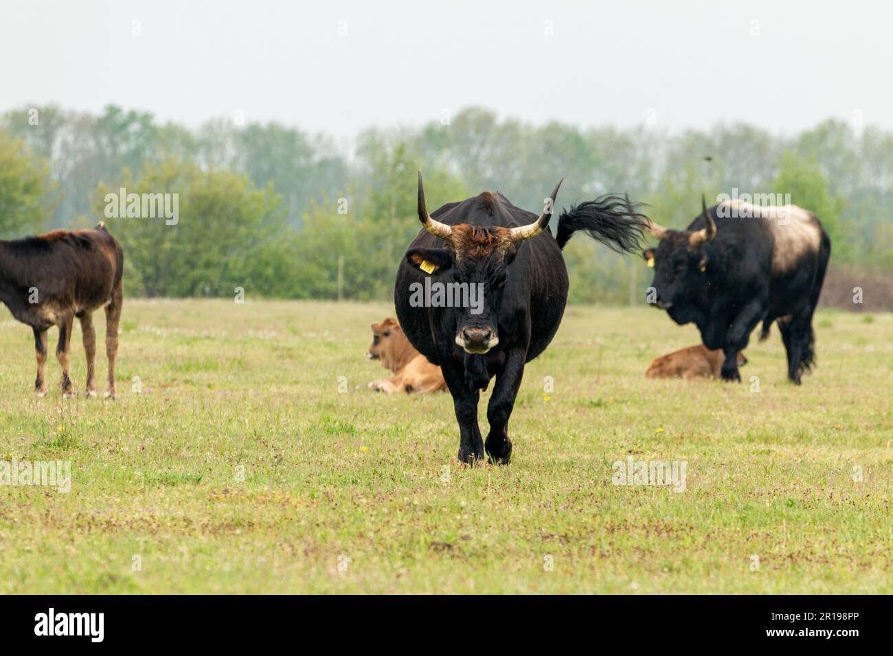 Dutch Taurus bull walks through the Maashorst nature reserve in Brabant ...