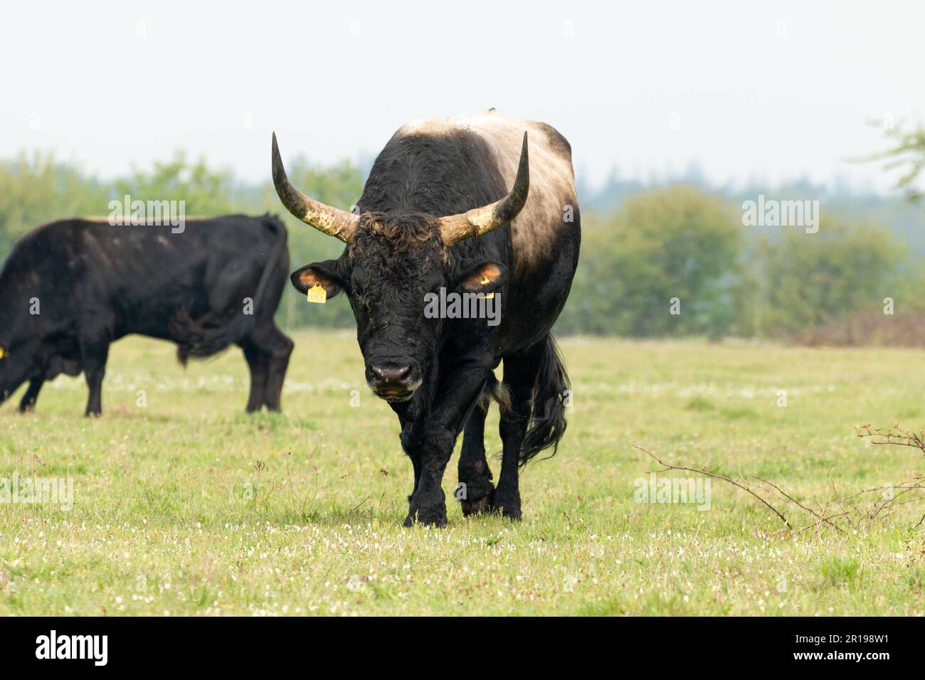 Dutch Taurus bull walking in the Maashorst in Brabant, the Netherlands ...