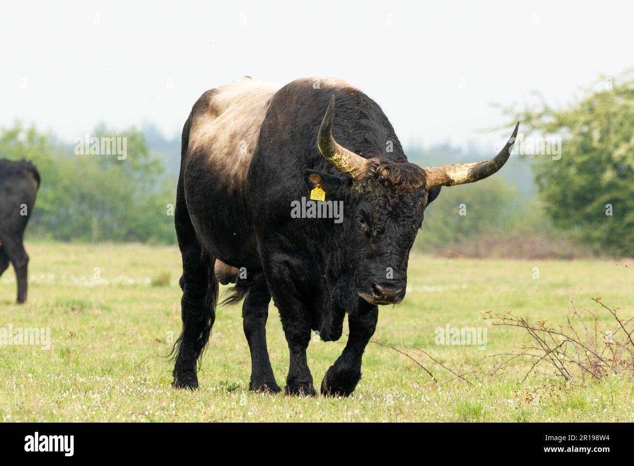 Dutch Taurus bull walking in the Maashorst in Brabant, the Netherlands ...