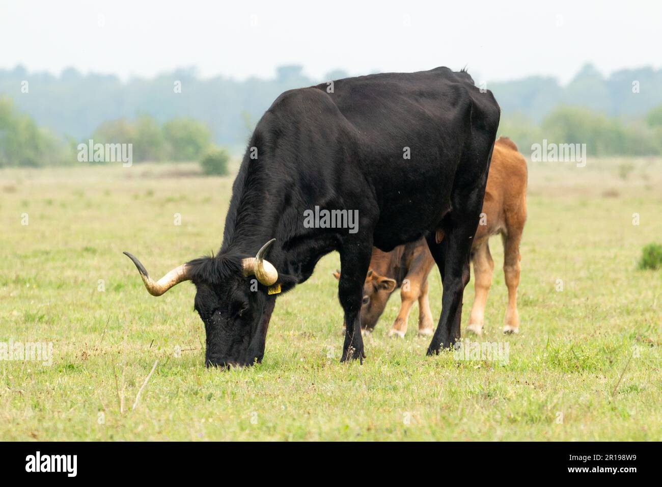 Dutch Taurus bull grazes the grass next to the cow Stock Photo - Alamy