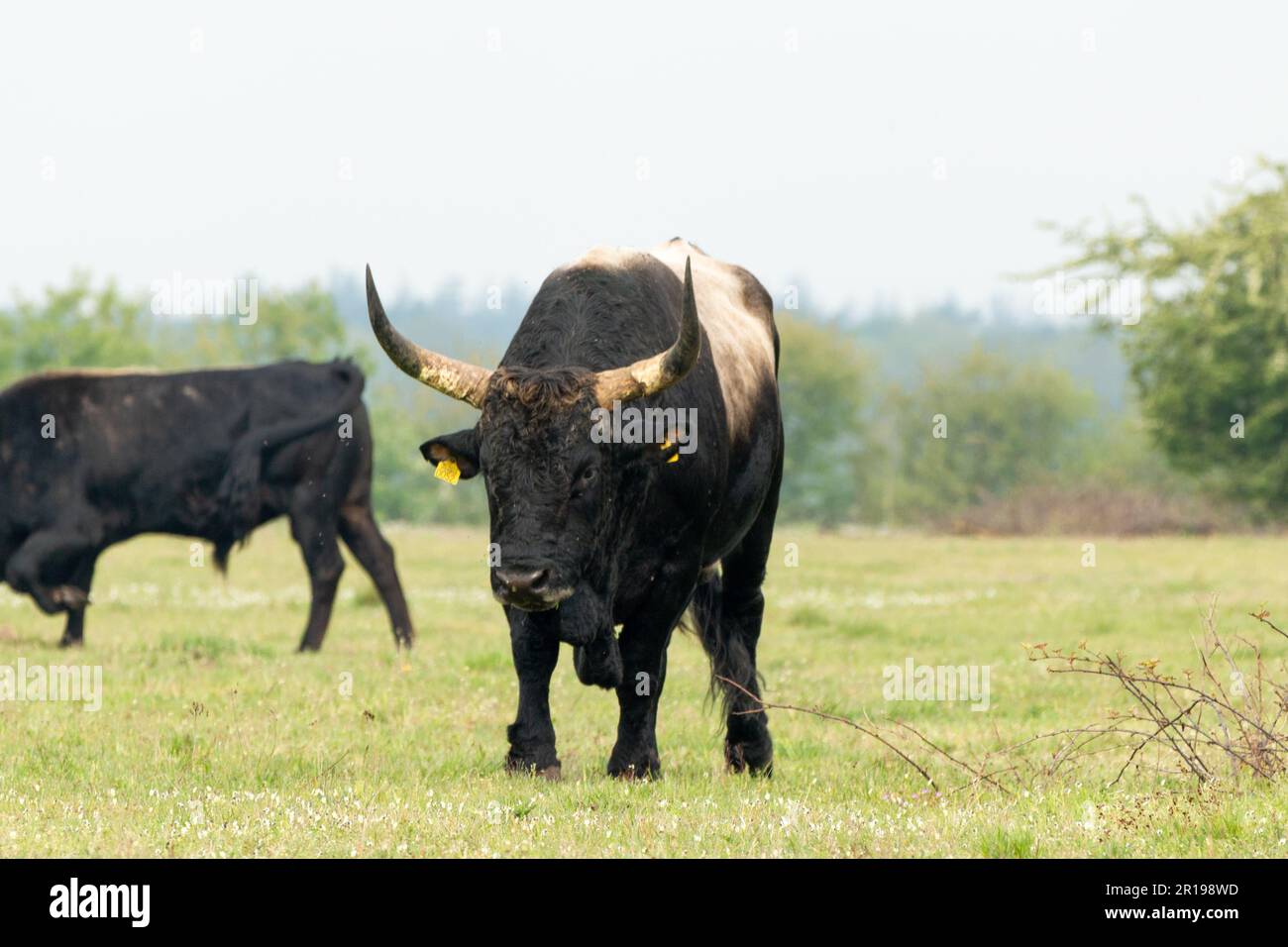 Bull netherlands hi-res stock photography and images - Alamy