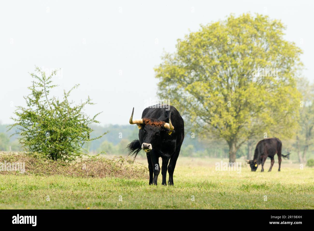 Taurus bull walks through the Maashorst nature reserve in Brabant, the ...