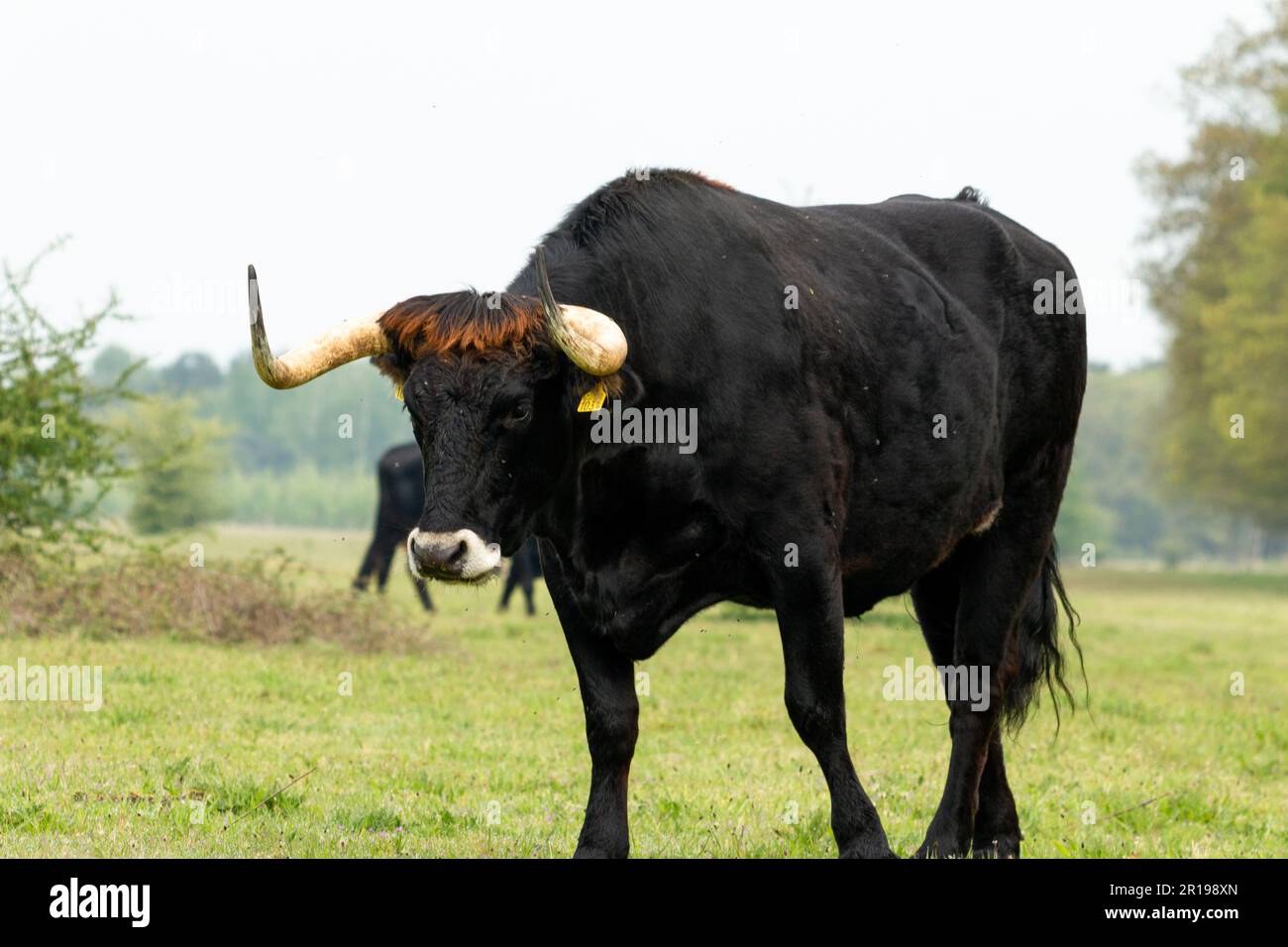 Taurus bull walks through the Maashorst nature reserve in Brabant, the ...
