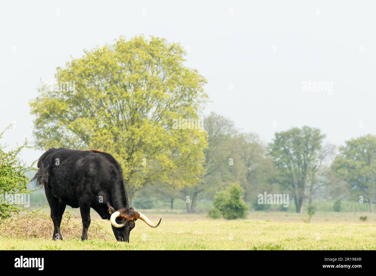 Tauros cattle hi-res stock photography and images - Alamy