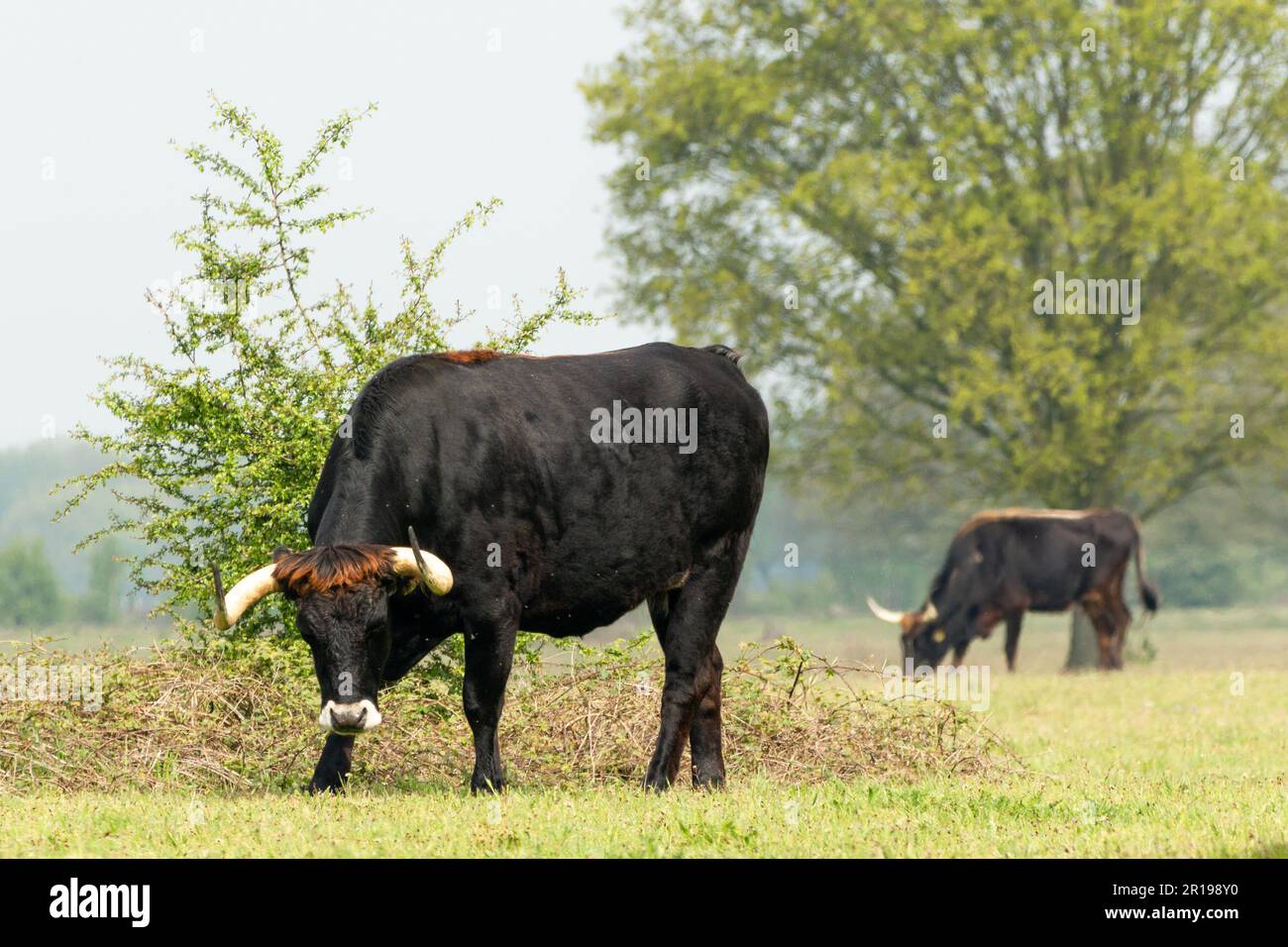 Tauros cattle hi-res stock photography and images - Alamy
