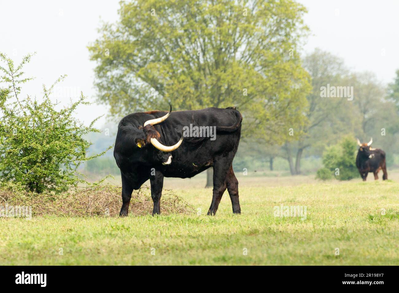 Taurus bull is itchy and scratching himself by turning his head Stock ...