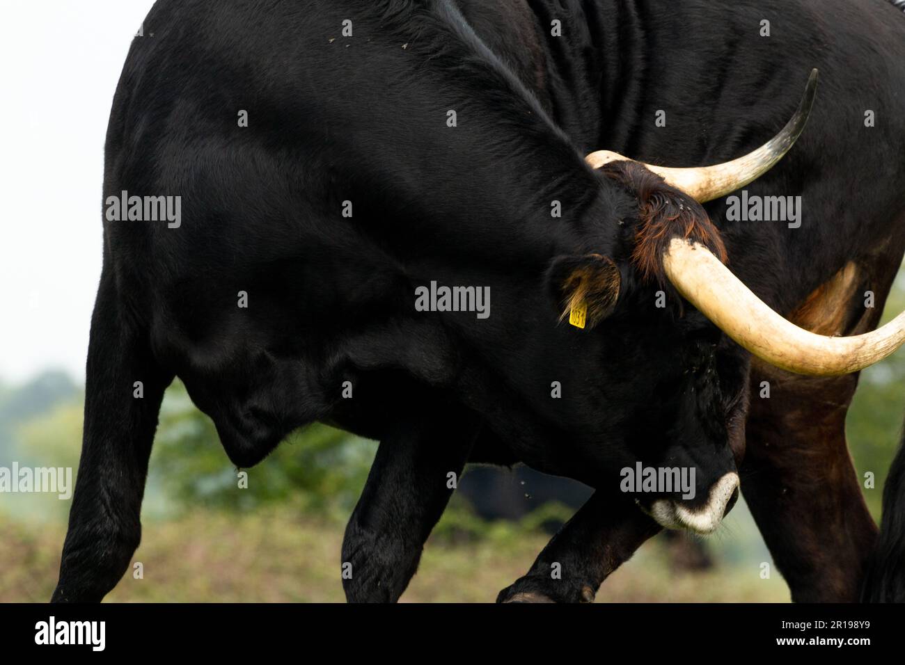Taurus bull is itchy and scratching himself by turning his head Stock ...