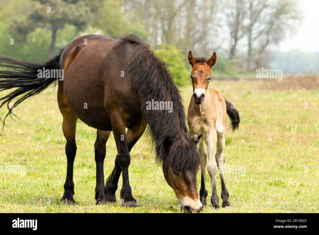 Pony Exmoor foal standing next to her mother horse in the Maashorst ...
