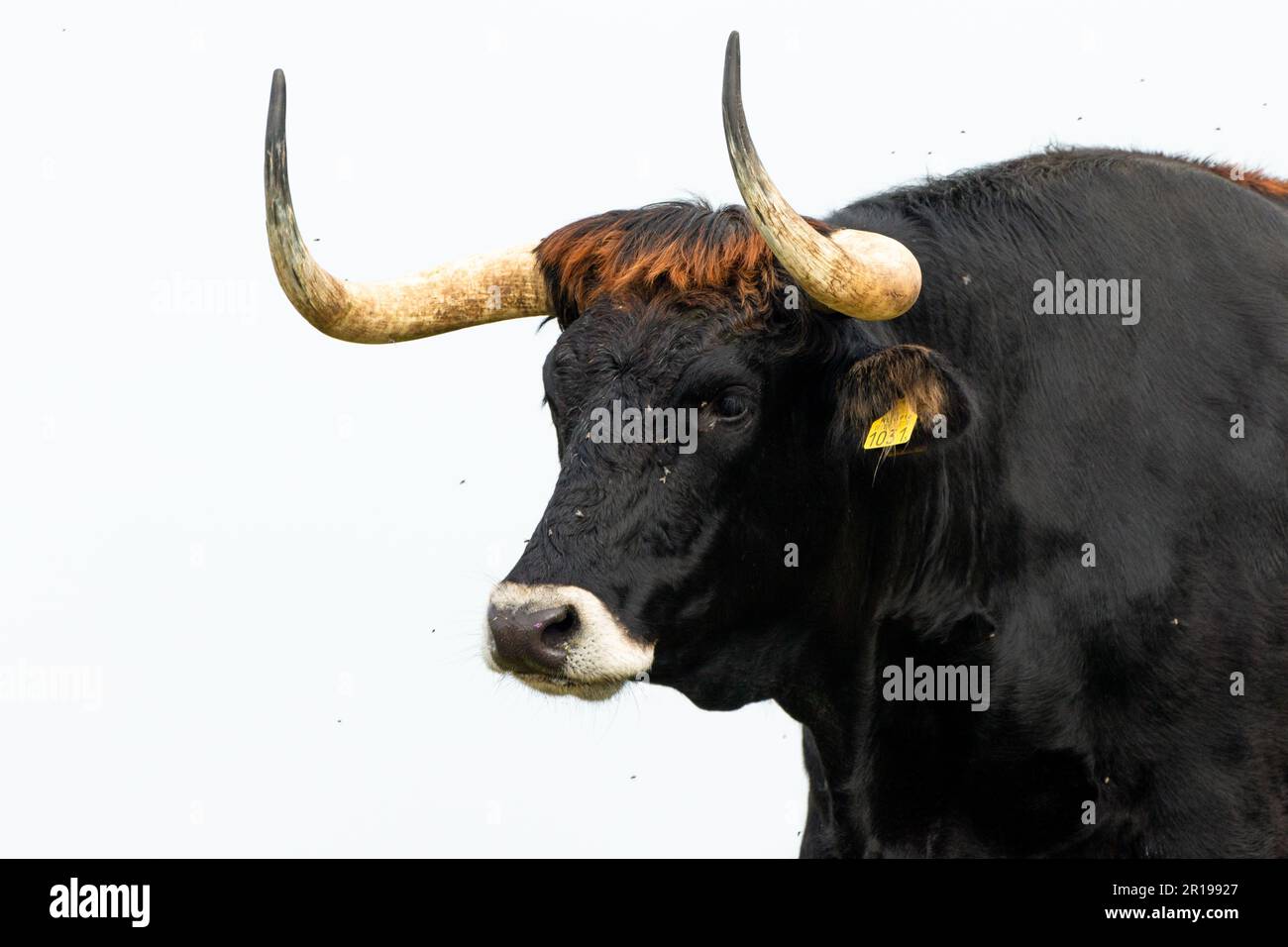 Tauros cattle hi-res stock photography and images - Alamy