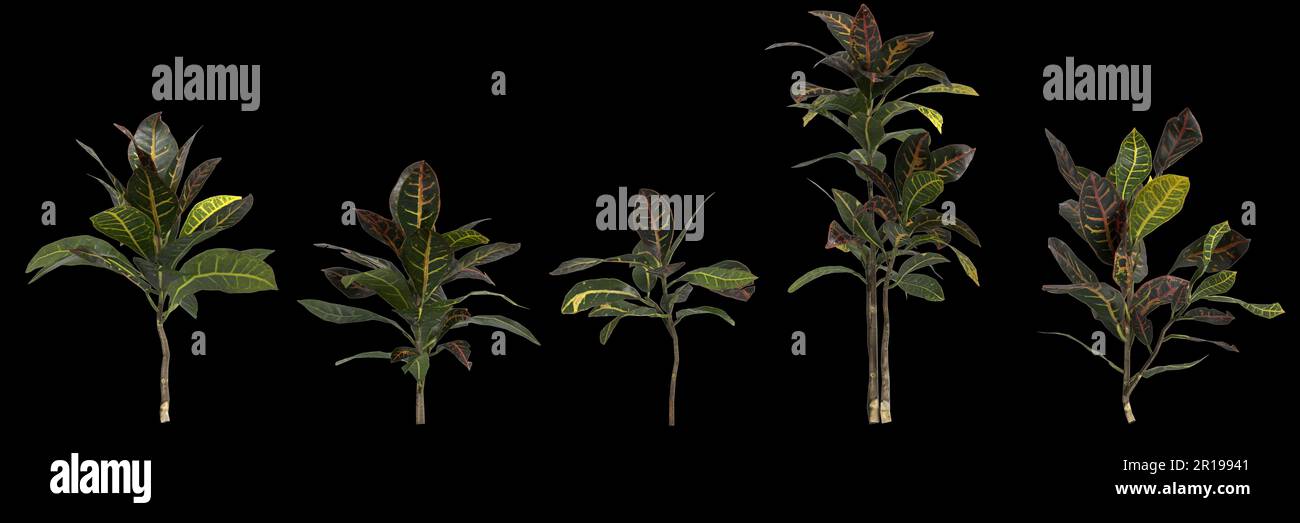 3d illustration of set Codiaeum variegatum plant isolated on black ...