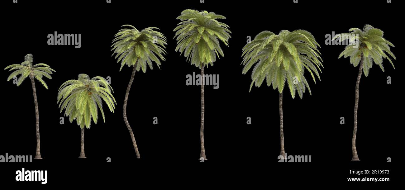 3d illustration of set African oil palm isolated on black background ...
