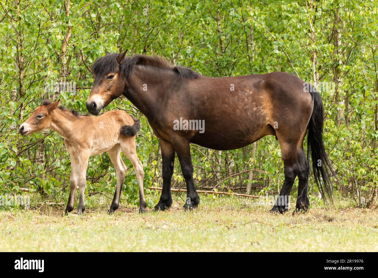 Pony Exmoor foal standing next to her mother horse in the Maashorst ...