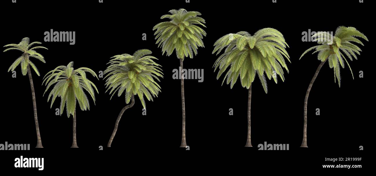3d illustration of set African oil palm isolated on black background ...