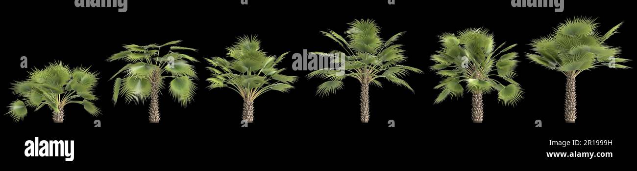 3d illustration of set Sabal palm isolated on black background Stock ...