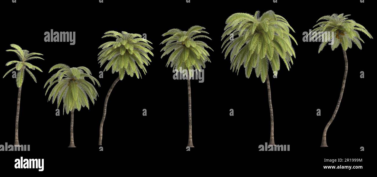 3d illustration of set African oil palm isolated on black background ...