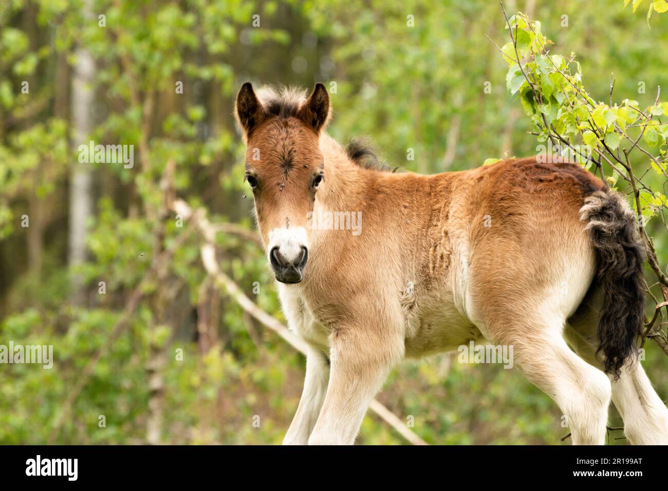 Young exmoor foal horse in the dutch nature reserve de maashorst in ...