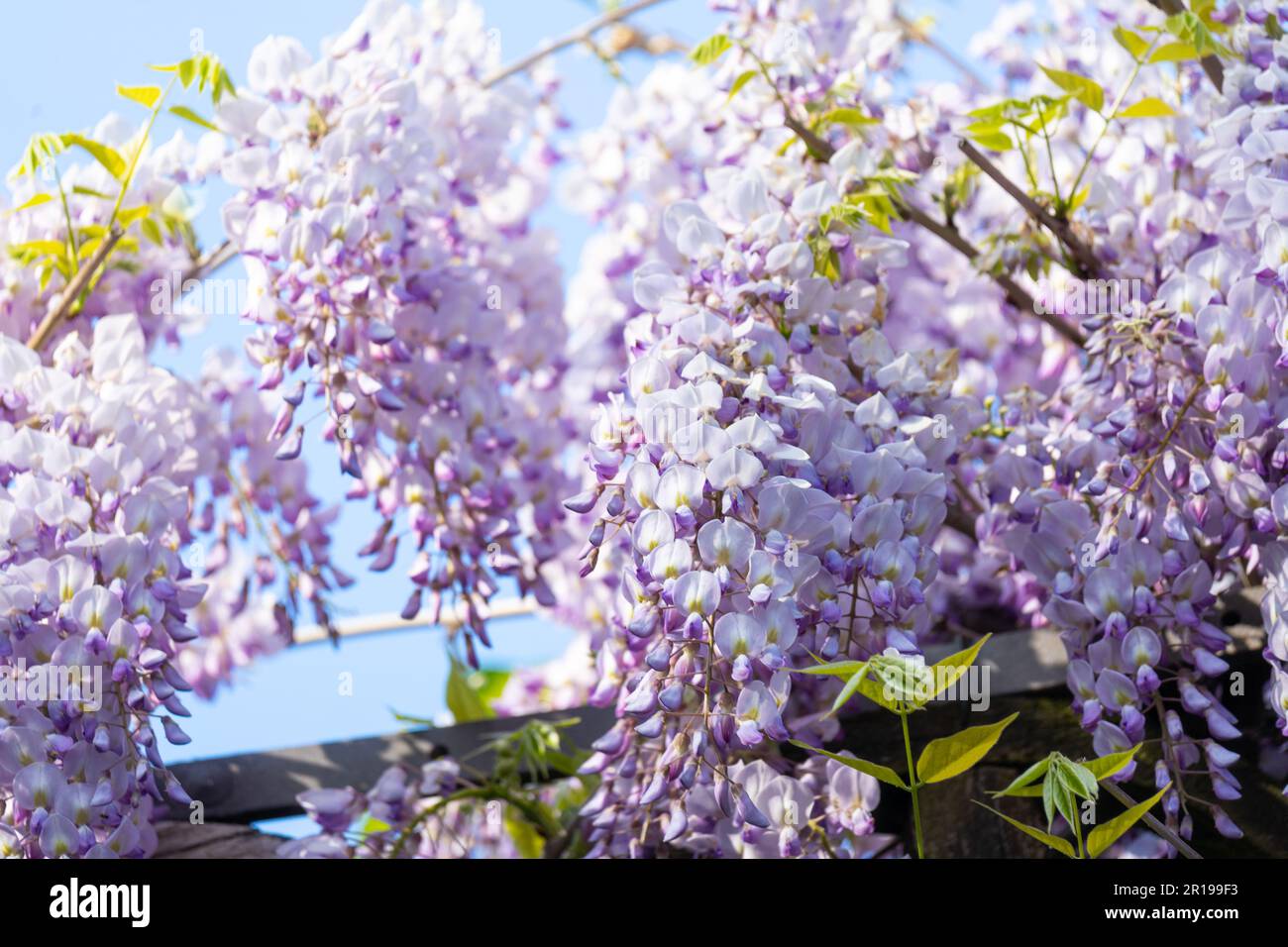 Wisteria sinensis, commonly known as the Chinese wisteria Stock Photo ...
