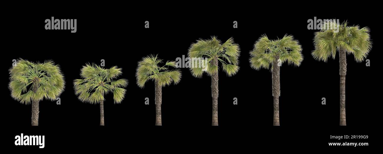 3d illustration of set Borassus flabellifer palm isolated on black ...