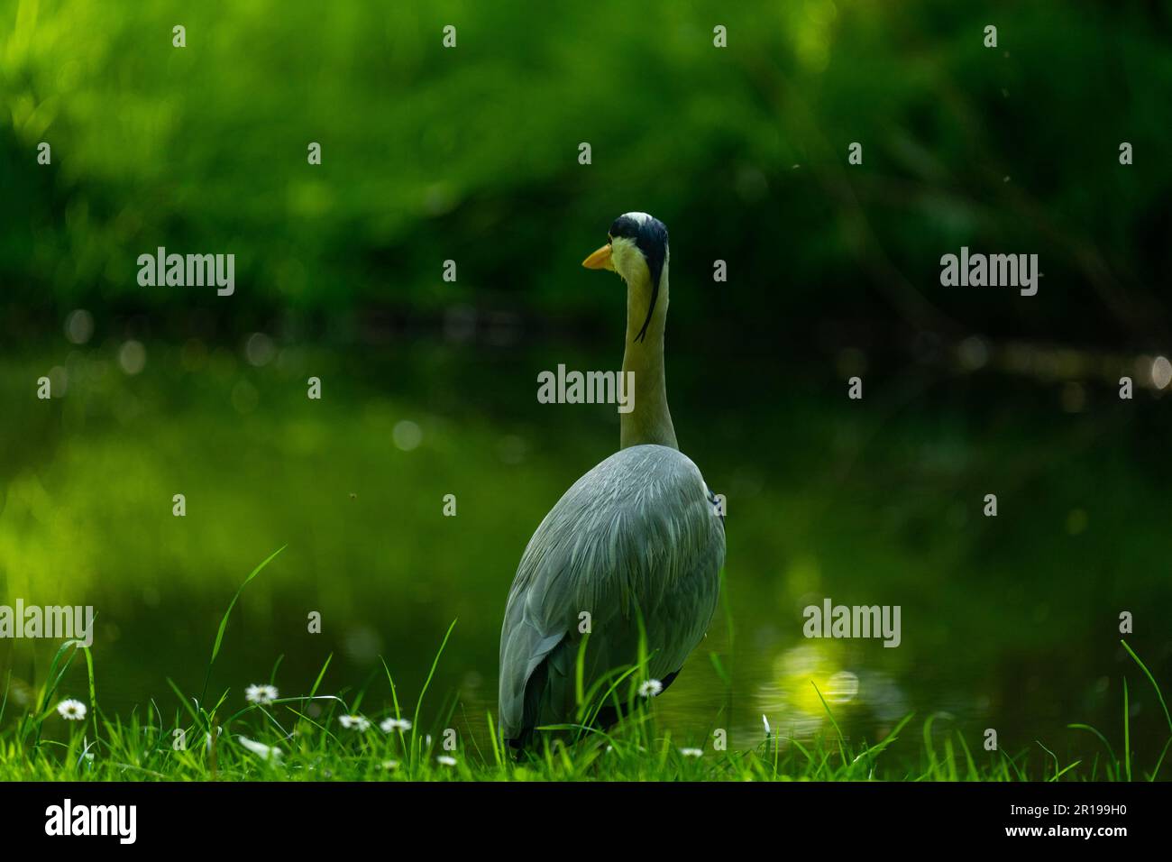 The grey heron (Ardea cinerea) standing with his back to the camera ...