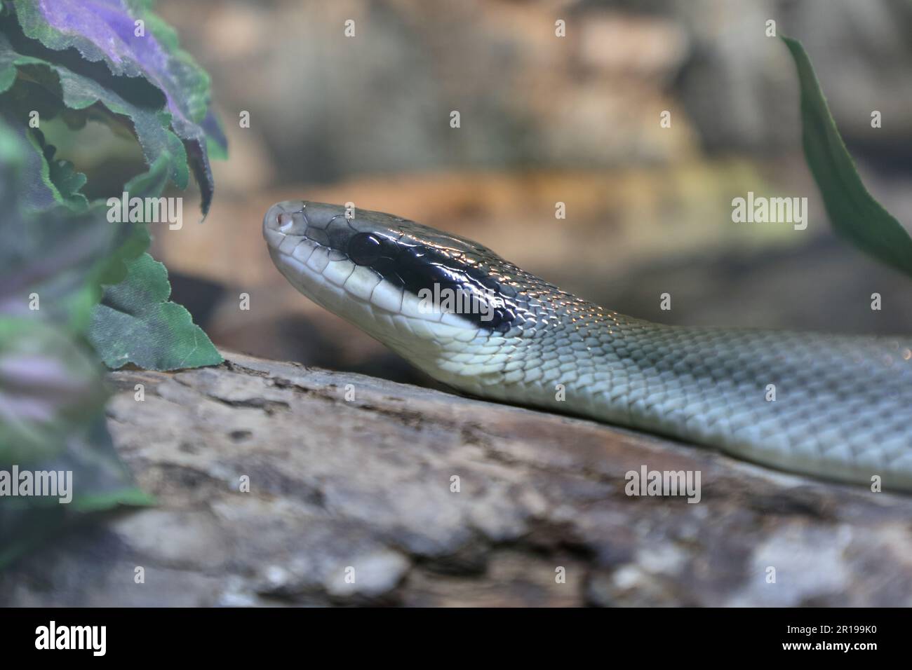 Beauty rat snakes hi-res stock photography and images - Alamy