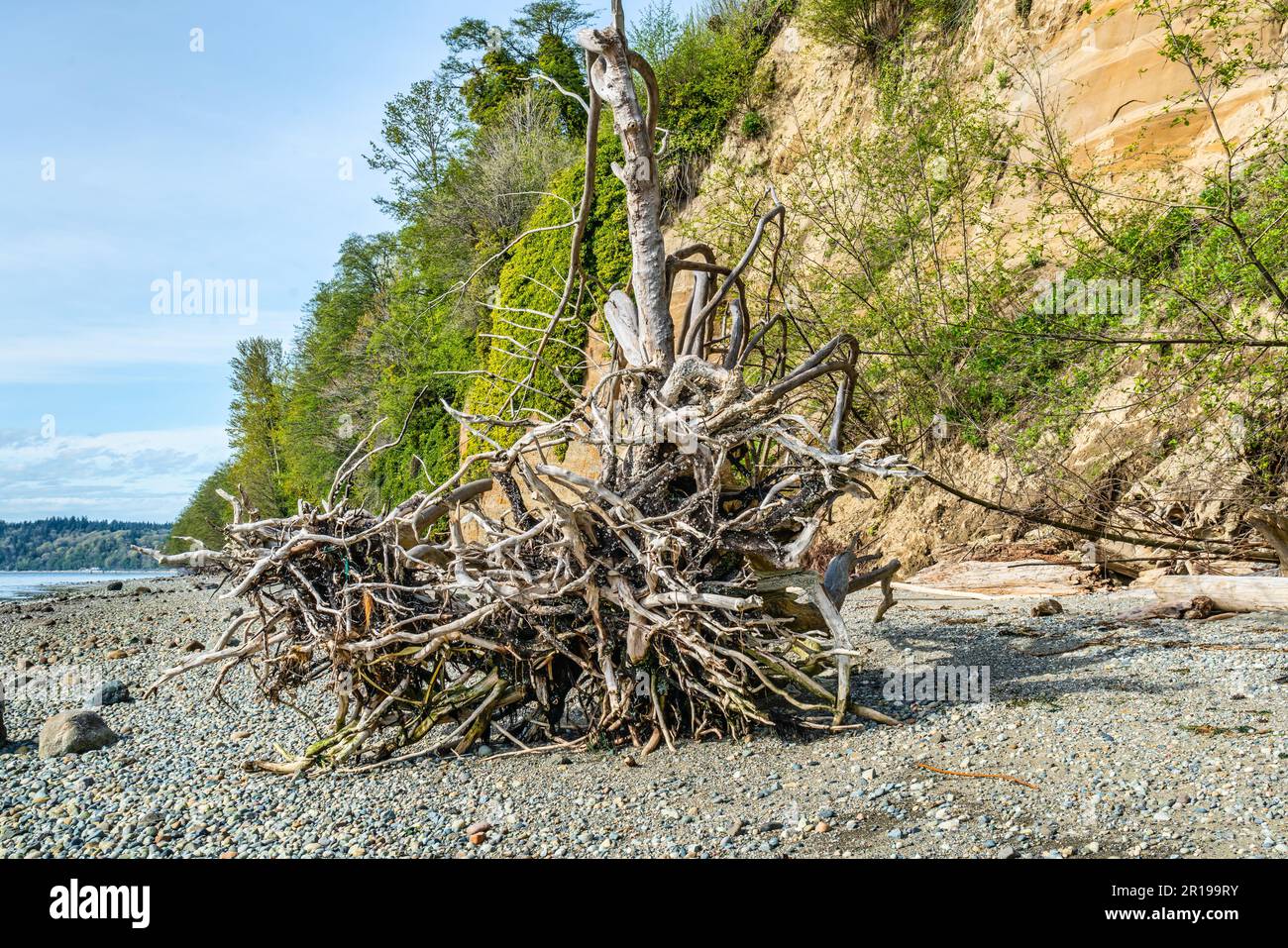 Driftwood tree roots at Saltwater State Park in Des Moines, Washington ...
