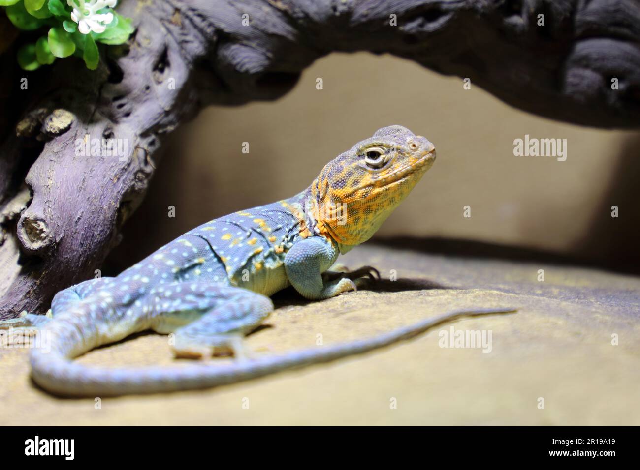 Halsbandleguan / Common collared lizard / Crotaphytus collaris collaris ...