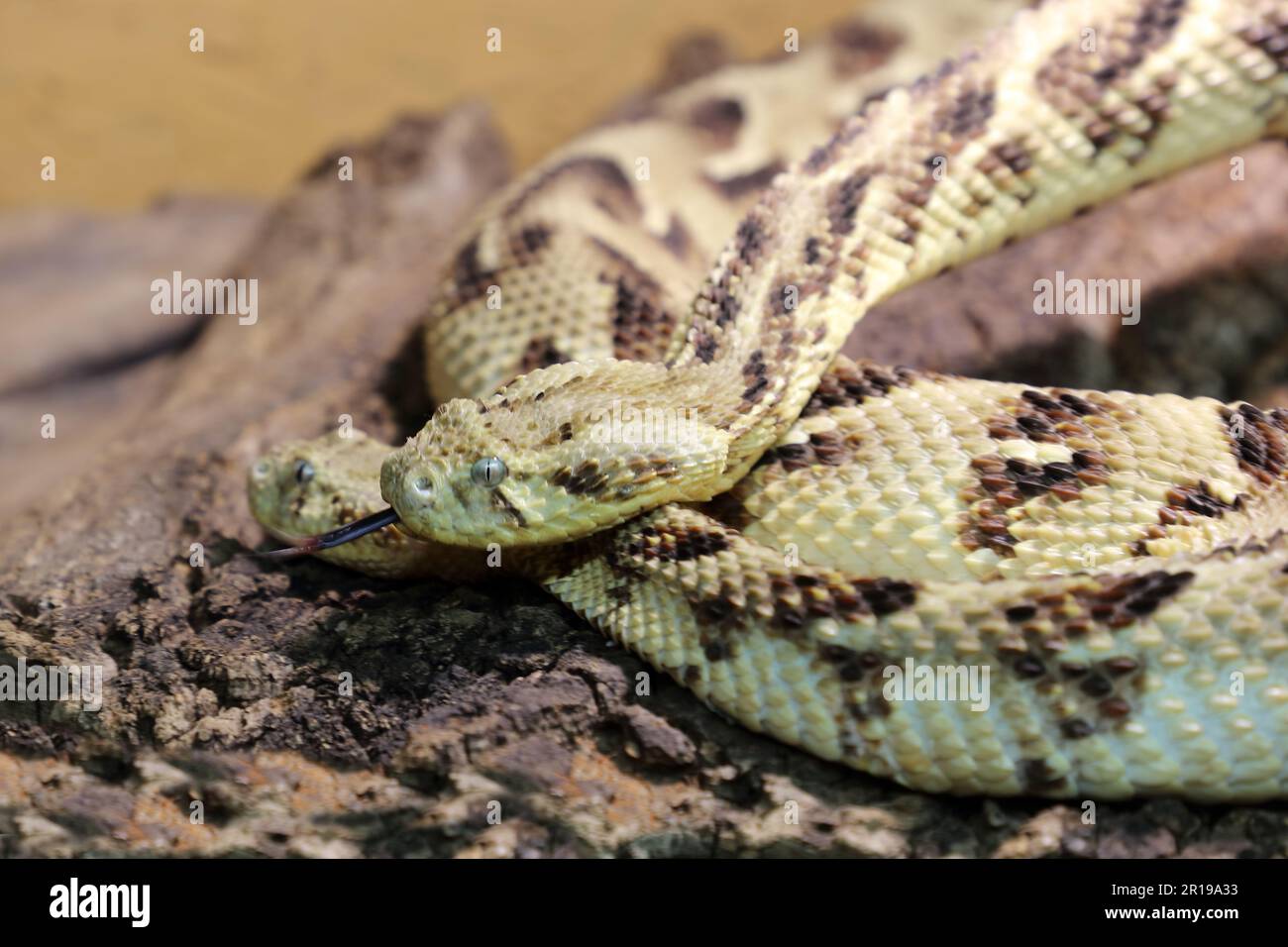 Afrika puff adder hi-res stock photography and images - Alamy
