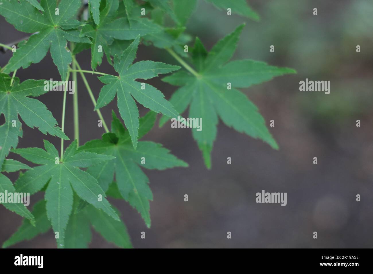 Green Japanese Maple Leaves Stock Photo - Alamy