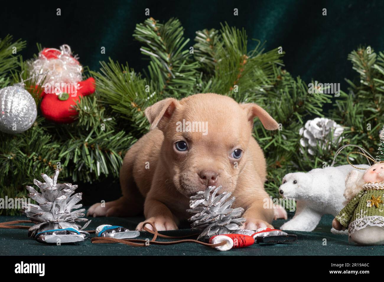 Bully Dog Christmas Wallpaper