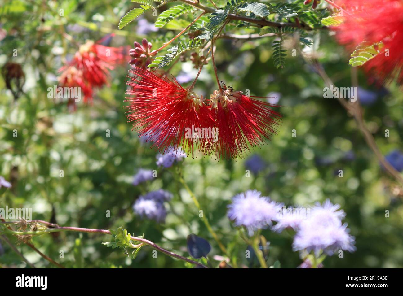 Red Flowering Baja Fairy Duster Stock Photo - Alamy