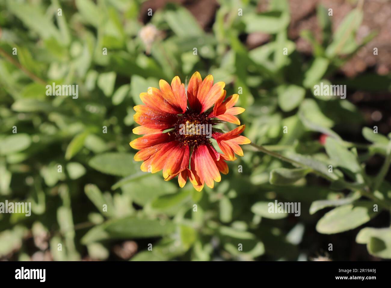 Arizona Sun Gaillardia Blanket Flower Stock Photo - Alamy