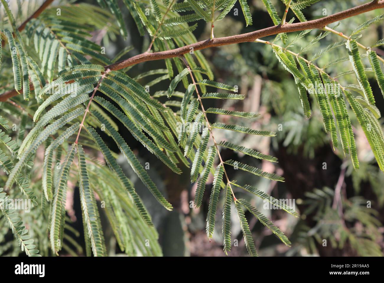 Tiny Green Leaves Stock Photo - Alamy
