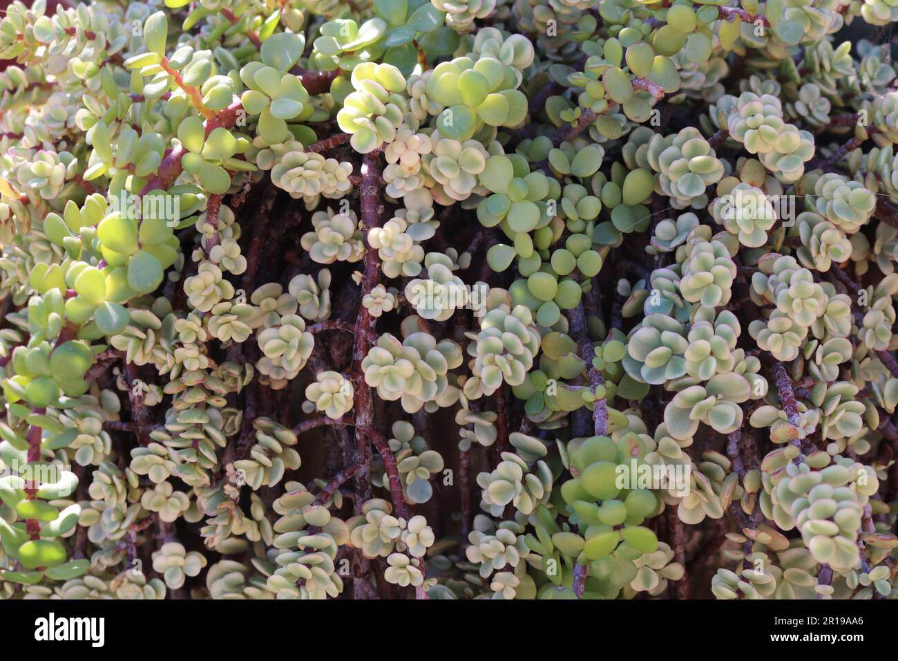 Elephant Bush Succulents Stock Photo - Alamy
