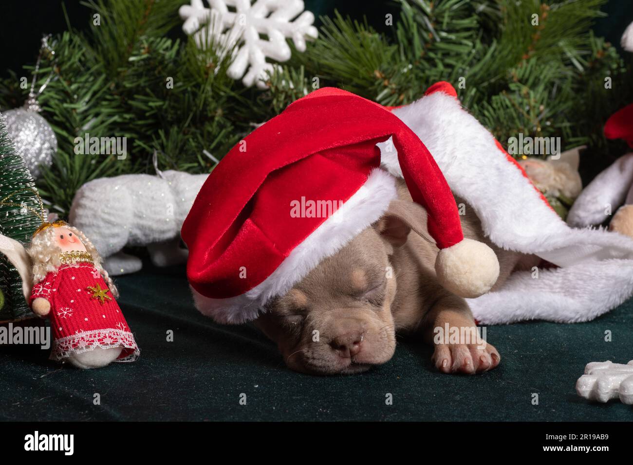 Sleeping little cute American Bully puppy in a Santa hat next to a ...
