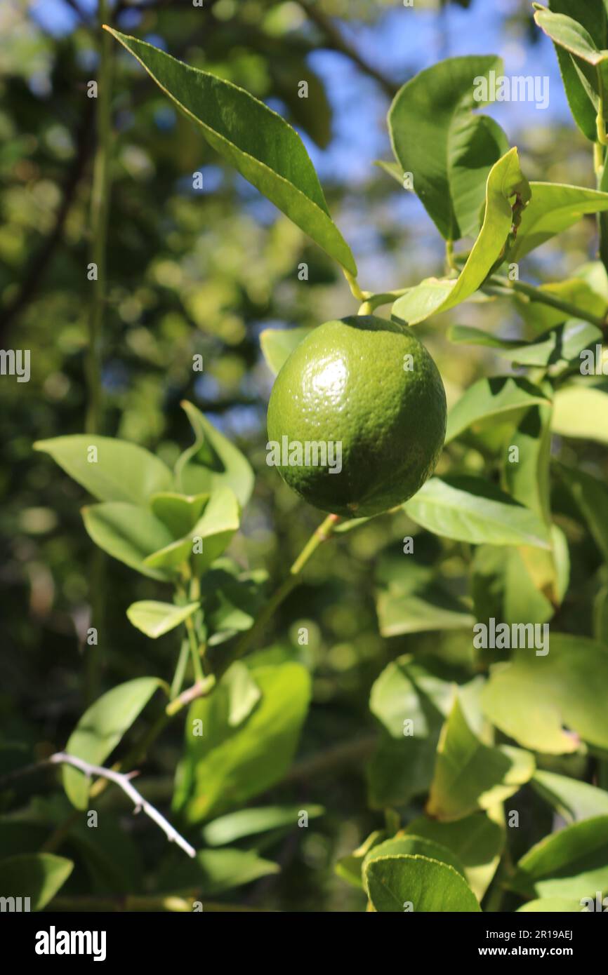 Green Citrus Fruit on Tree Stock Photo - Alamy