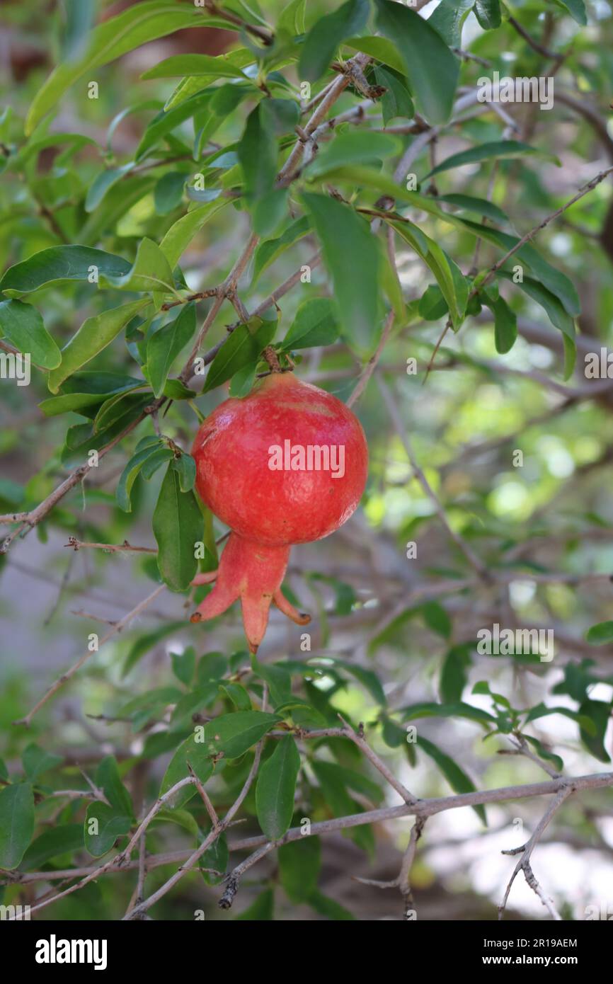 Plant pomegranate tree hi-res stock photography and images - Alamy