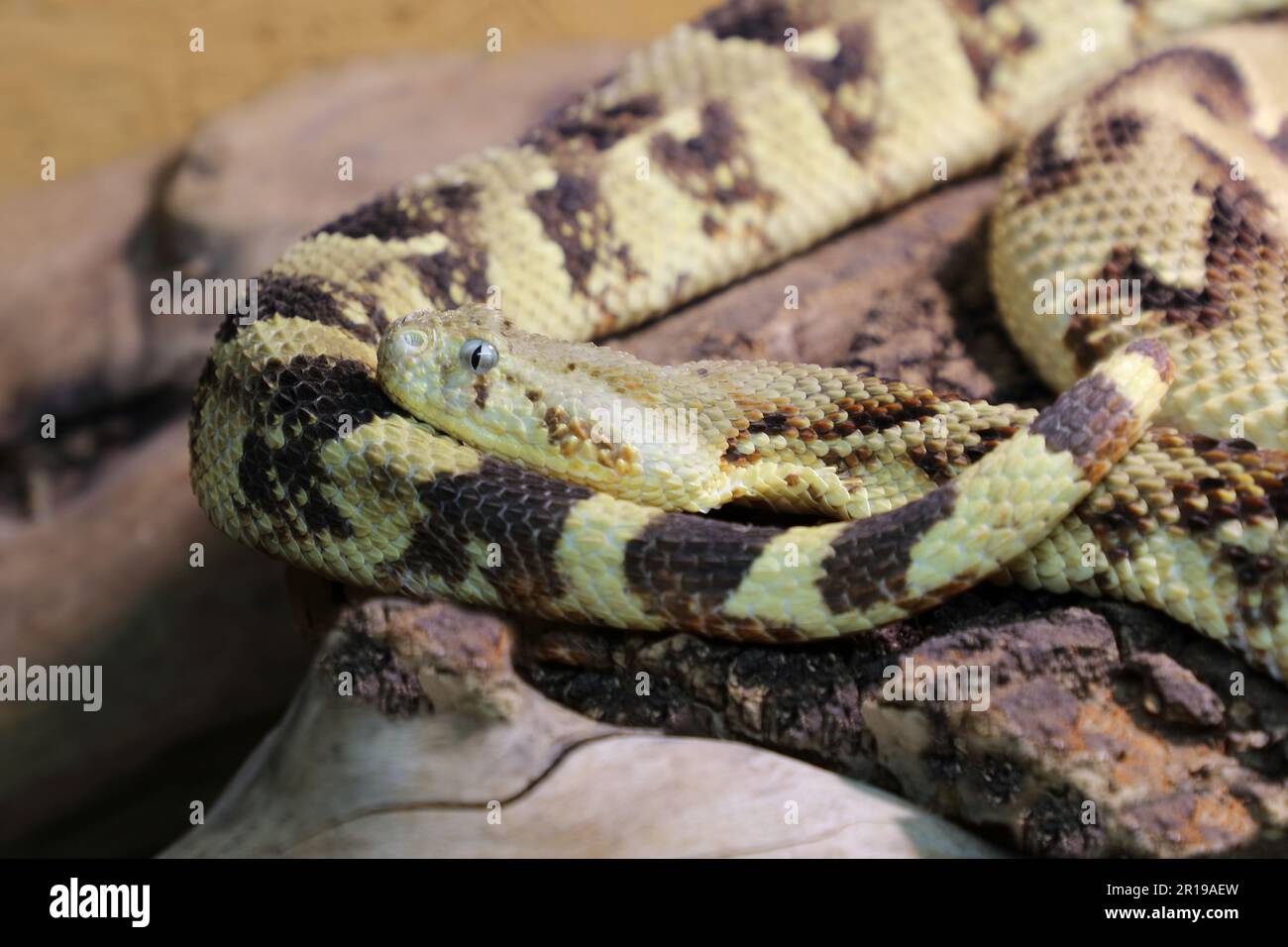 Puffotter / Puff adder / Bitis arietans Stock Photo - Alamy