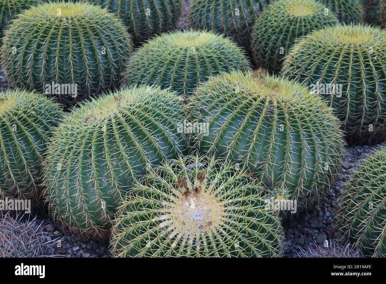Endangered cacti hi-res stock photography and images - Alamy
