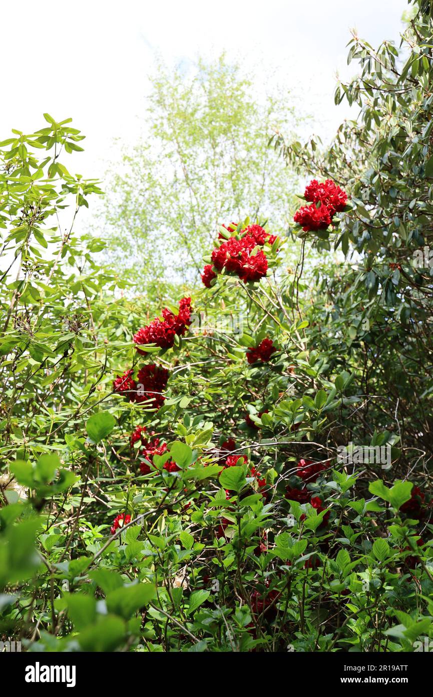 Colour in May Stock Photo - Alamy