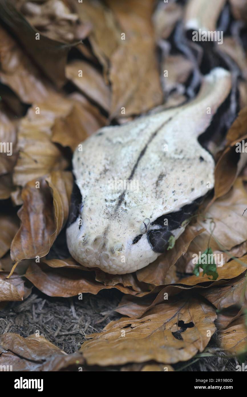 Östliche Gabunviper / Gaboon viper / Bitis gabonica Stock Photo - Alamy