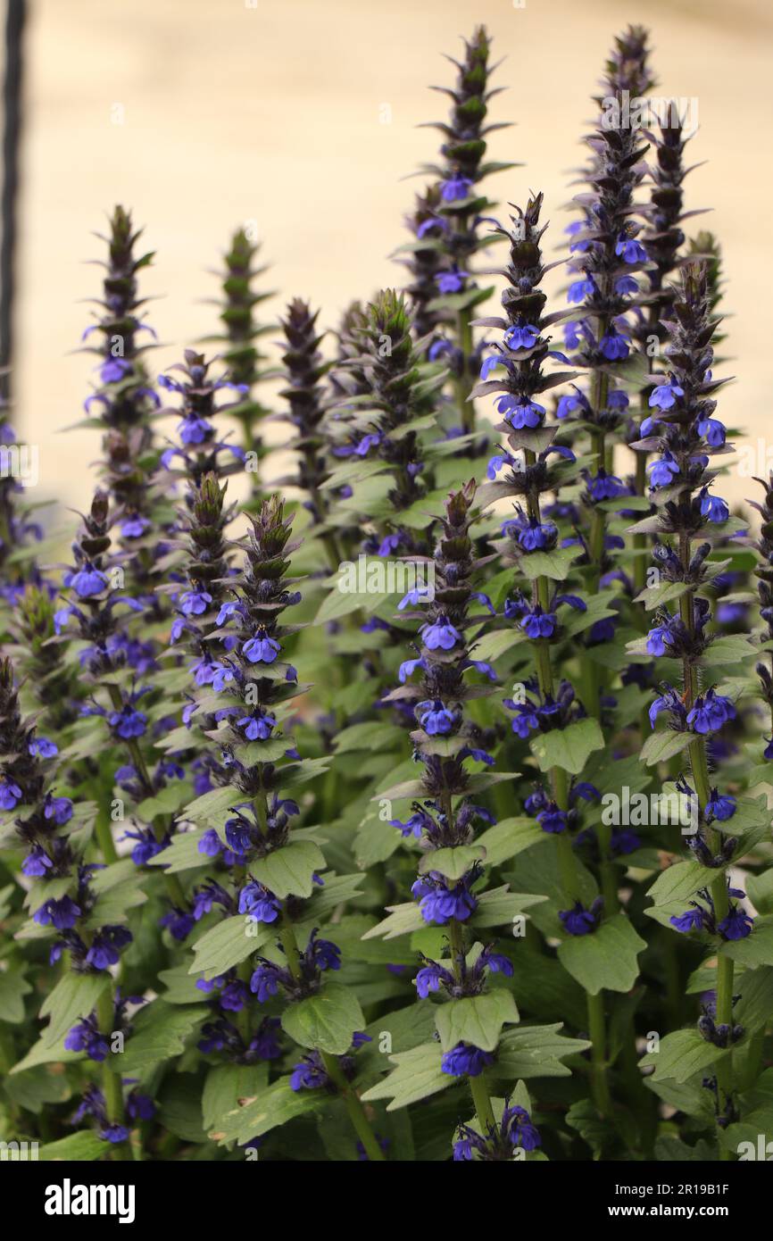 Geneva bugleweed. Purple flower with purple background Stock Photo - Alamy