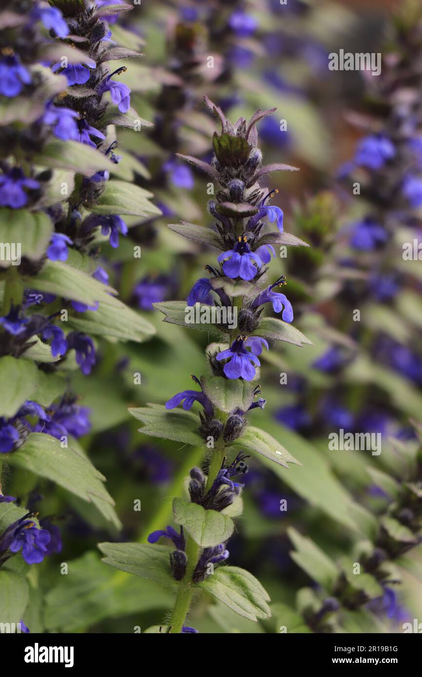Geneva bugleweed. Purple flower with purple background Stock Photo - Alamy