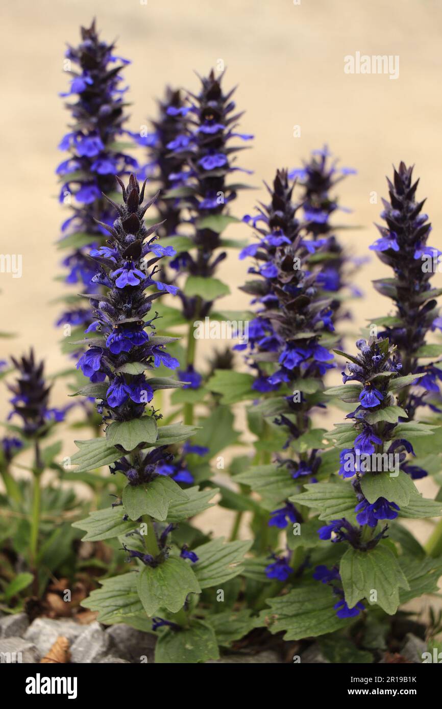 Geneva bugleweed. Purple flower with purple background Stock Photo - Alamy