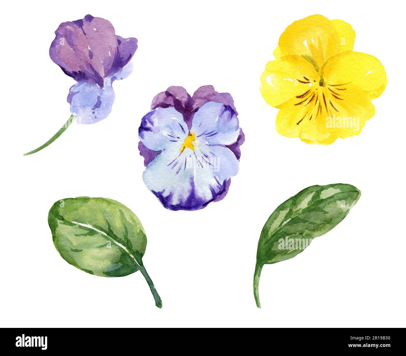 watercolor set of part of pansy flowers, hand drawn flowers viola ...
